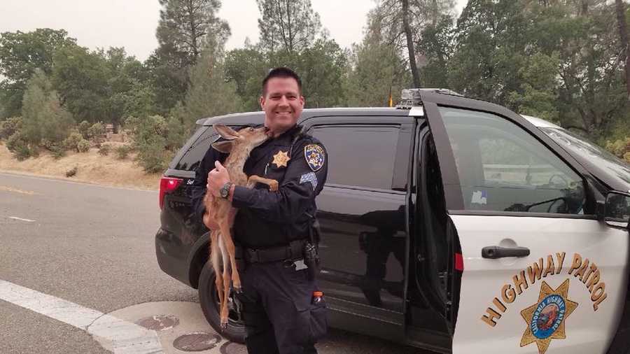 CHP officer rescues fawn from Redding wildfire