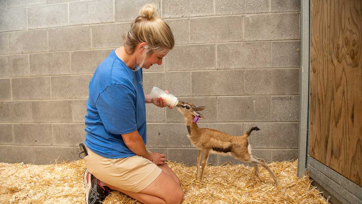 It's a girl! Ohio zoo introduces adorable Thomson's gazelle fawn