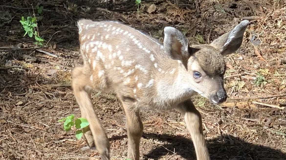 Fawning season begins on the Central Coast