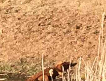 Orange gators are turning heads in Bluffton. Is it a rare breed or ...