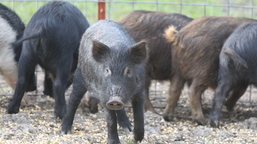 Feral hogs could be exacerbating Arkansas tick problem