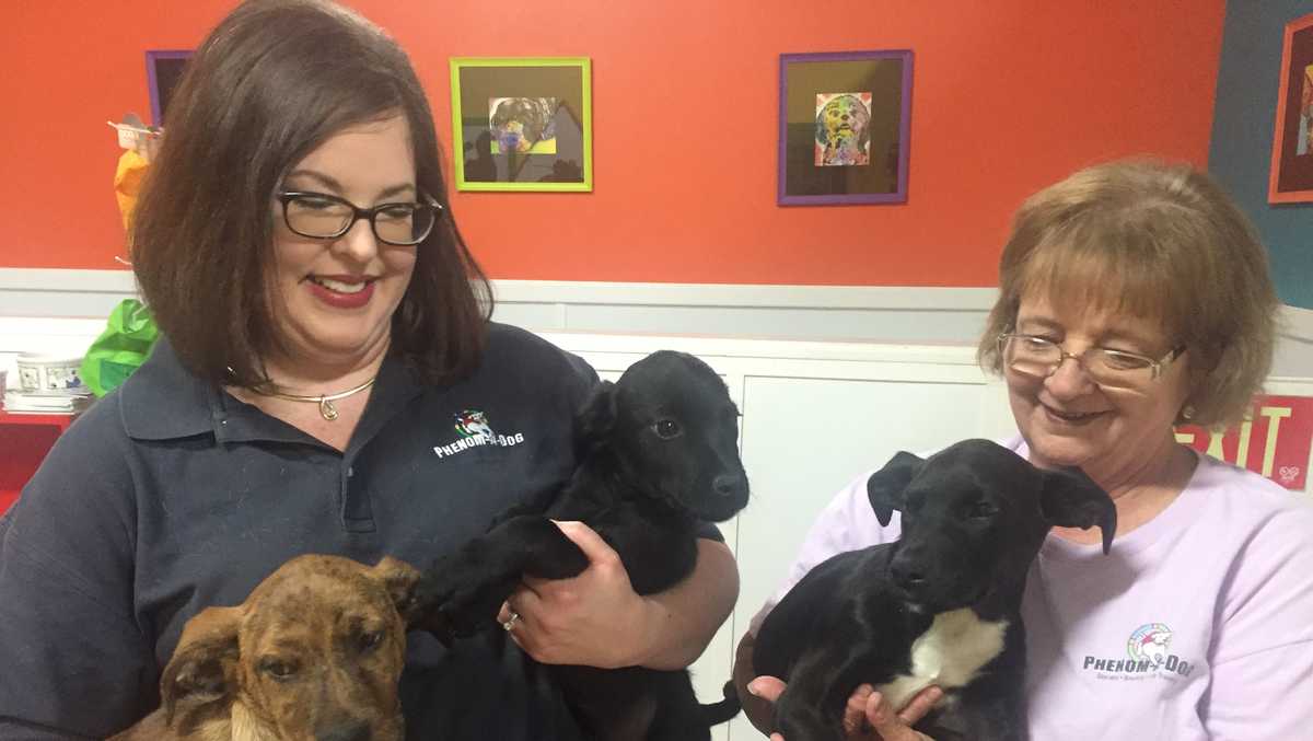 Rogers animal rescue group heads to Texas to help with hurricane relief