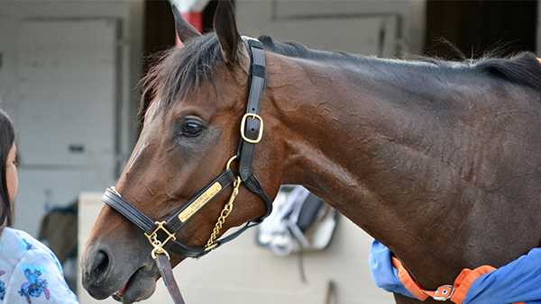 Owner Mike Repole's Fierceness Kentucky Derby 150 favorite