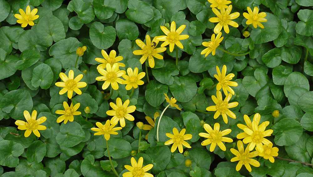 Be on lookout for pretty plant that’s actually an aggressive killer ...