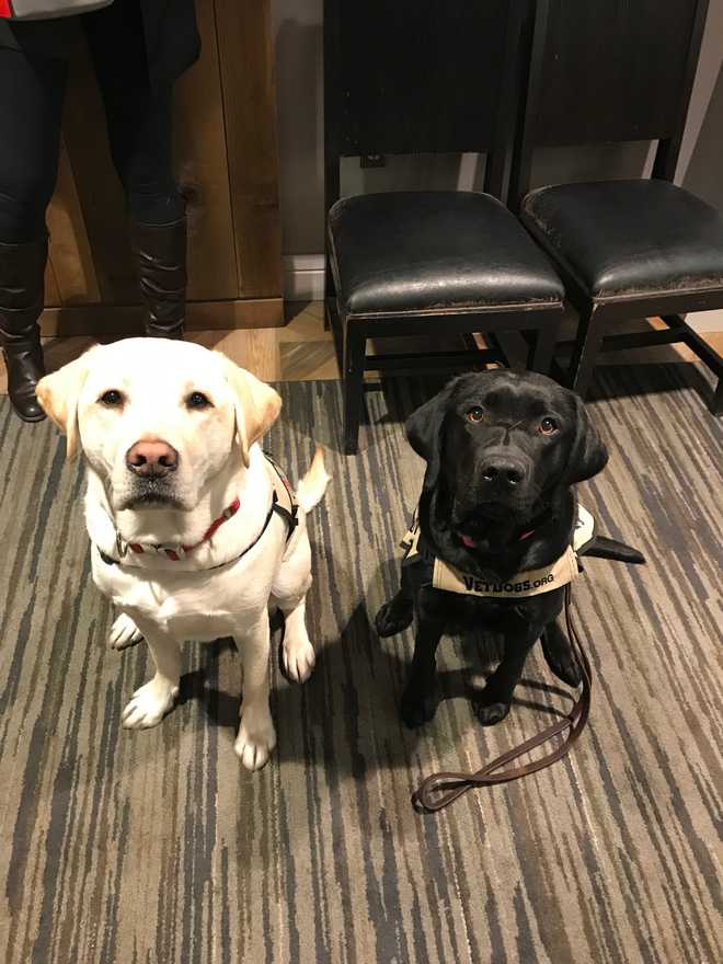 Sully the service dog starts new job in Maryland