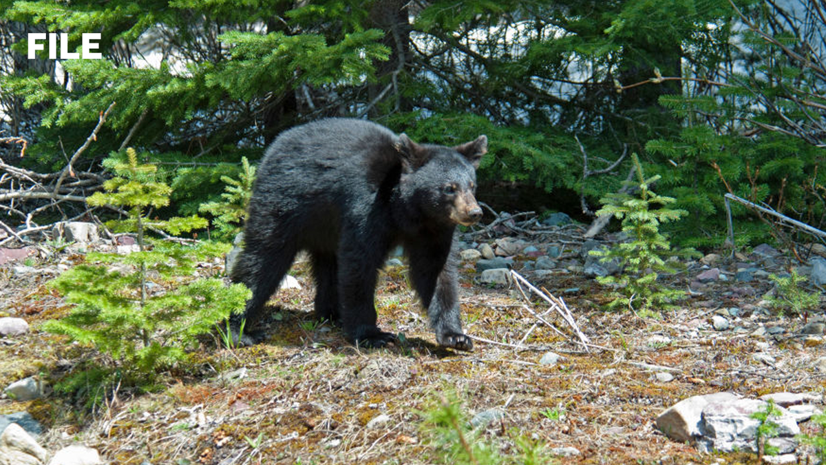 Arkansas bear attack victim identified