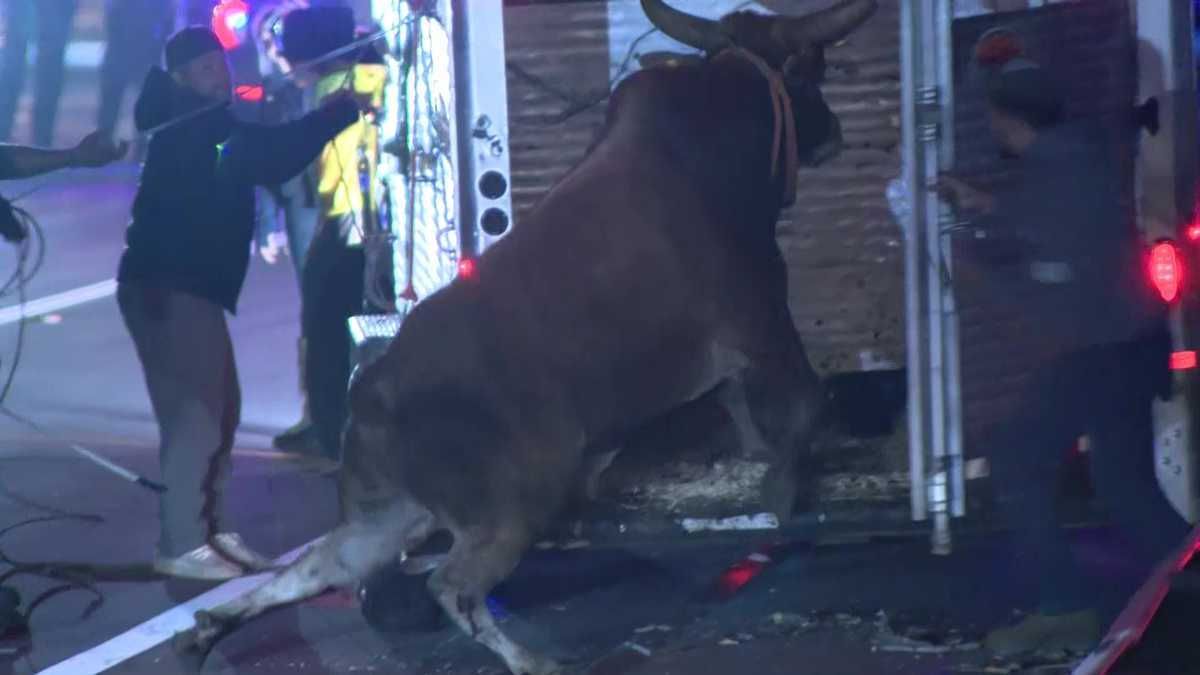 Final runaway bull captured after escaping Mass. mall rodeo