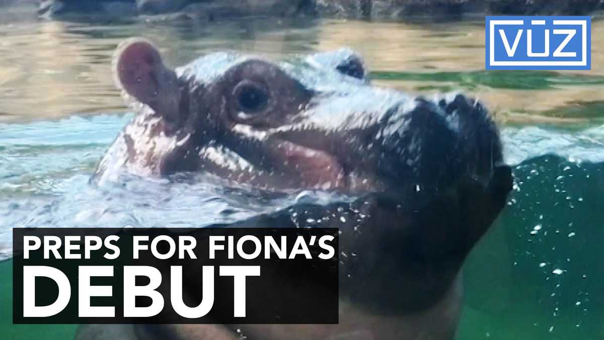 Zoo gets ready for Fiona's public debut