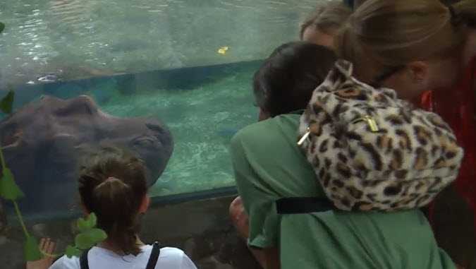 Cincinnati Zoo reopens to members with new social distancing guidelines