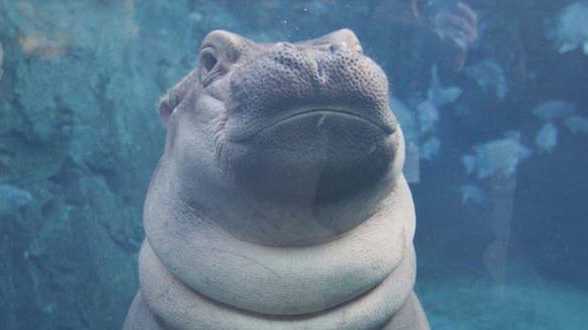 Fiona picks the Eagles to win the Super Bowl