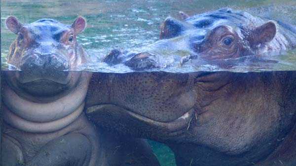 Bibi, mama at Cincinnati Zoo, welcomes second baby hippo