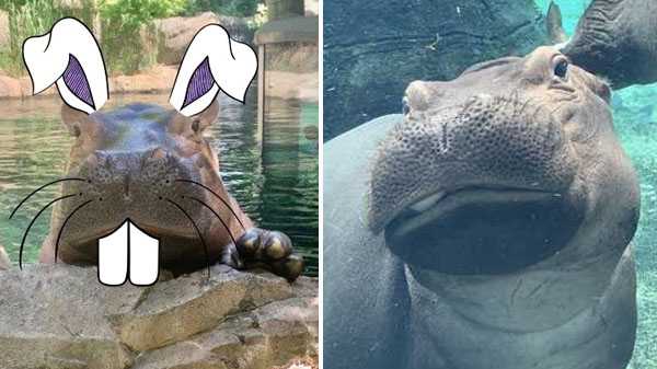 Cincinnati’s Fiona the hippo in the running for next Cadbury bunny