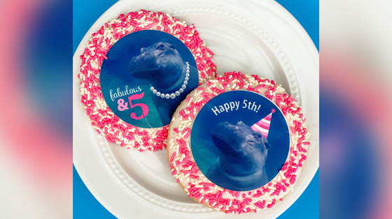 Busken Bakery sells iced cookies for Fiona the hippo's birthday