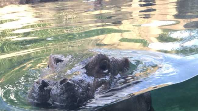 Watch: Fiona and her mom swim in the big kid pool