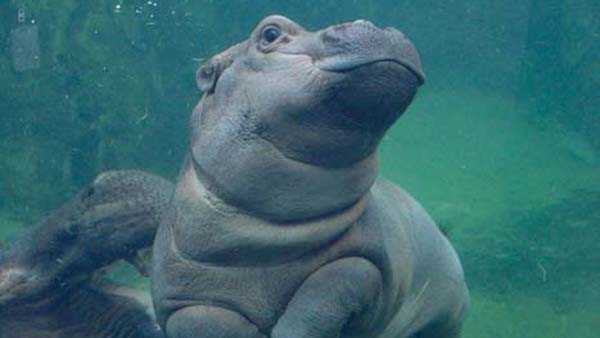 5 ways to celebrate Fiona's first birthday