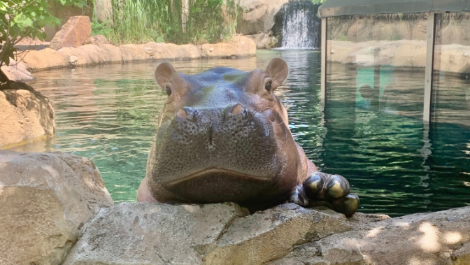 Cincinnati Zoo searching for international Fiona fans to wish her happy ...