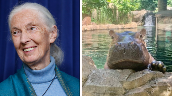 Jane Goodall sends Fiona video message for 5th birthday