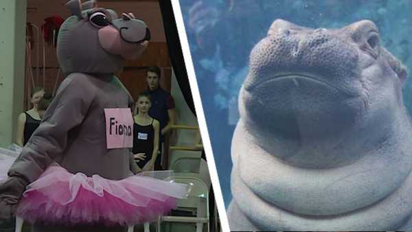 Cincinnati's famed Fiona the hippo joins cast of 'The Nutcracker'
