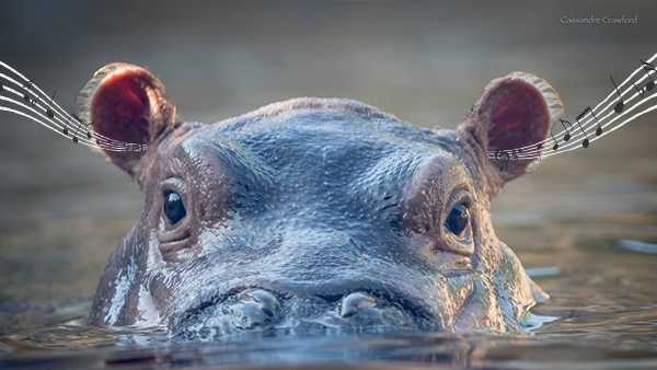 What kind of music do hippos like? Cincinnati Pops presents 'Fiona's ...