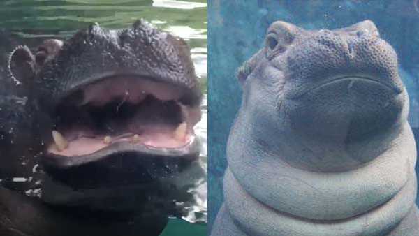 Fiona is teething: 2-year-old hippo's tusks are starting to show