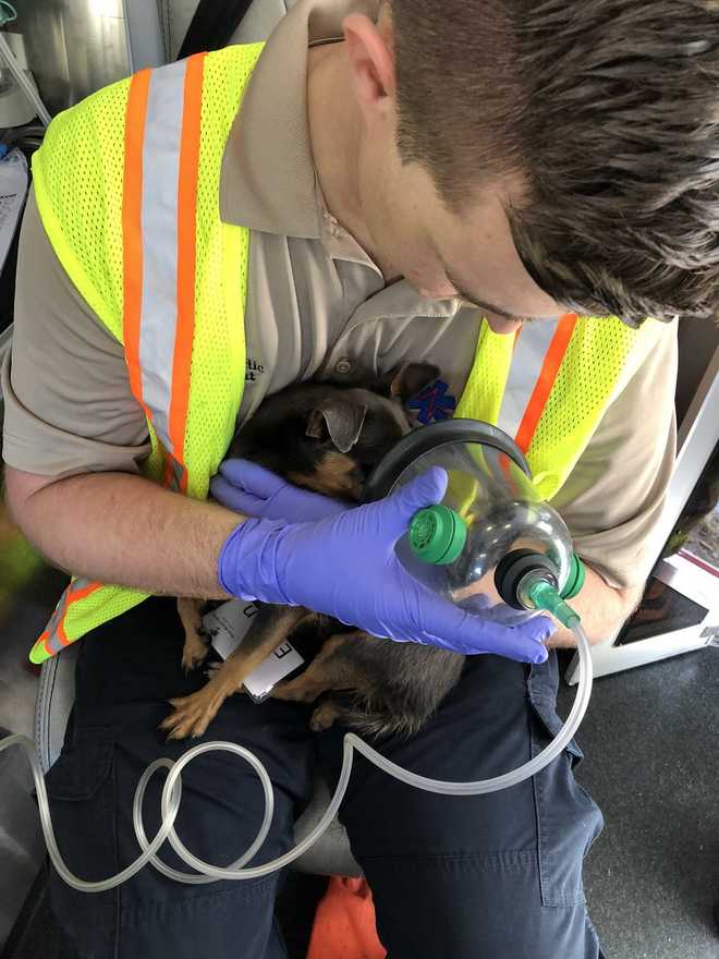 Firefighters rescue dog from house fire