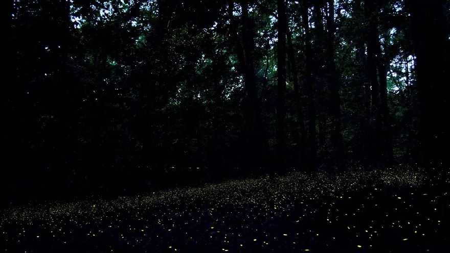 South Carolina: Synchronized fireflies event