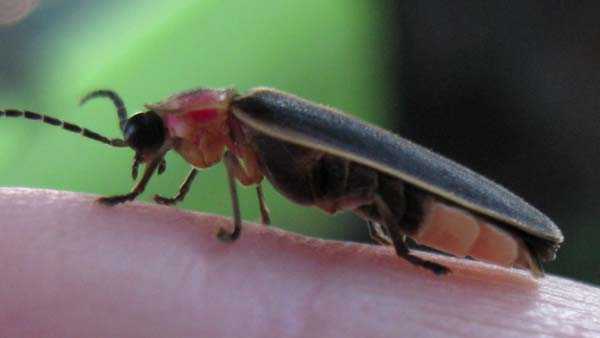 Indiana Senate approves bill to make firefly state insect