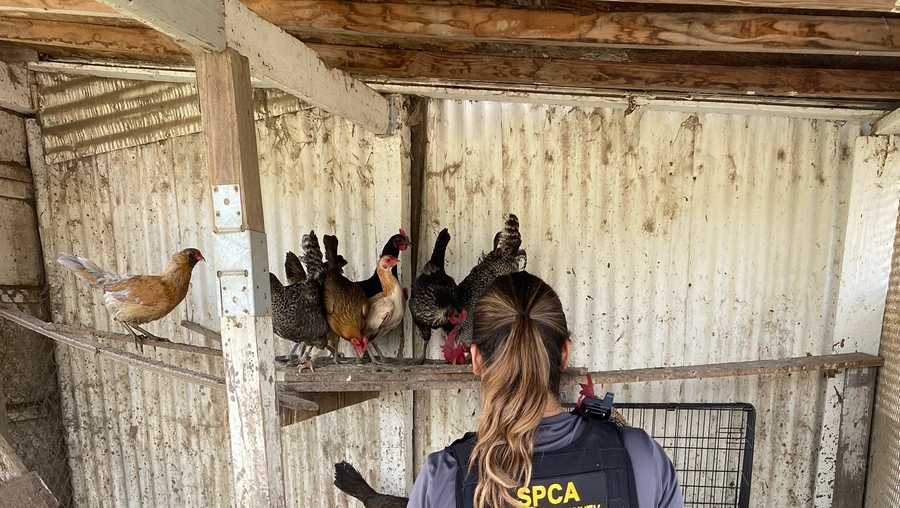 Monterey SPCA shelters more than 200 evacuated pets