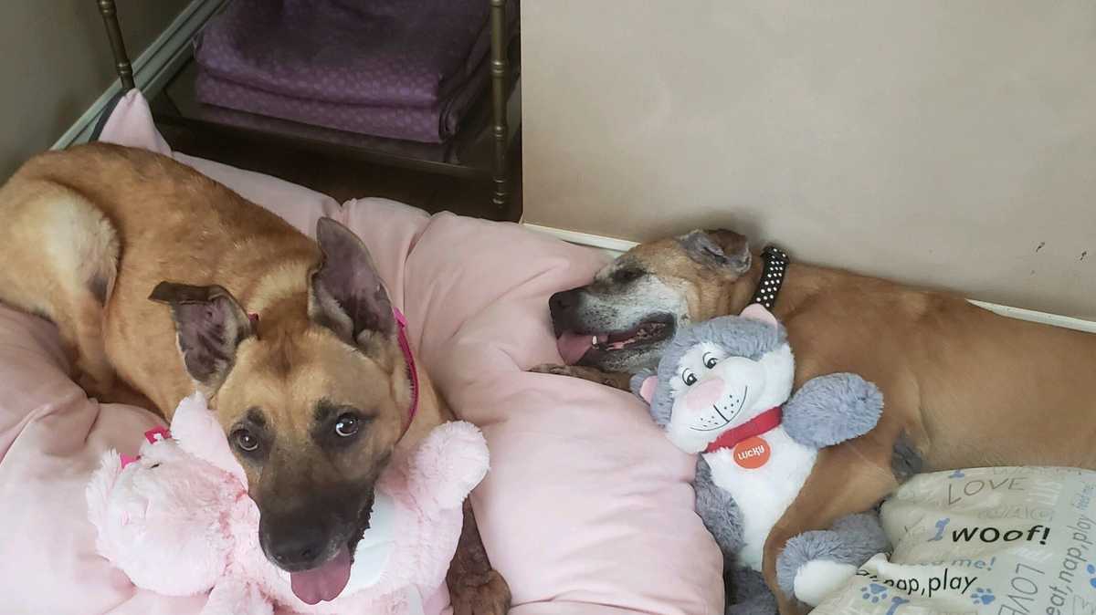 Woman walks into North Carolina Humane Society to adopt not just one ...