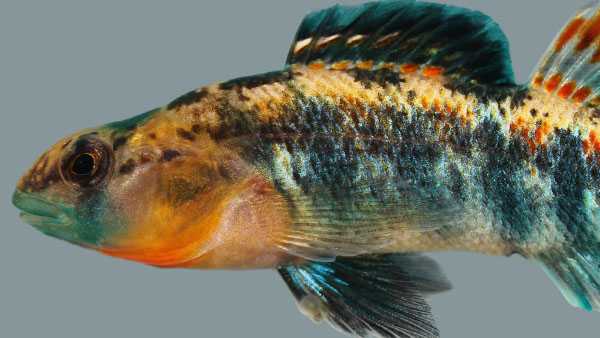 Colorful fish, common in Kentucky, is at peak vibrancy this month