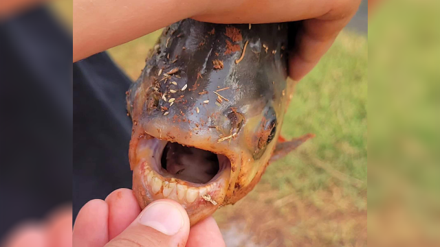 Oklahoma boy catches exotic fish in neighborhood pond