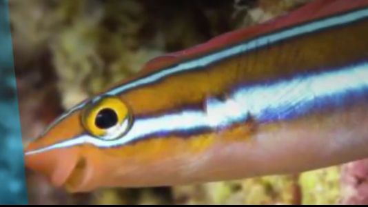 Could this fish with fangs help scientists develop new painkillers? Could this fish with fangs help scientists develop new painkillers?