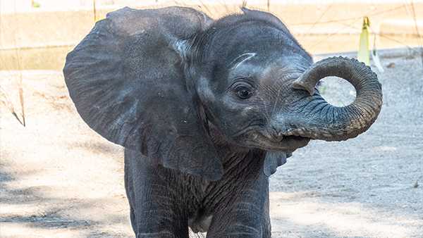 Louisville Zoo remembering beloved 3-year-old elephant