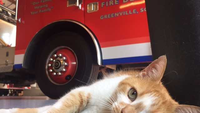 Fire station cat garners international attention