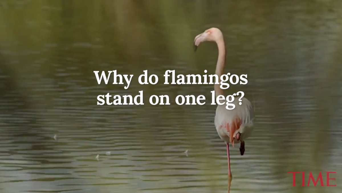 Science finally discovers why flamingos stand on one leg