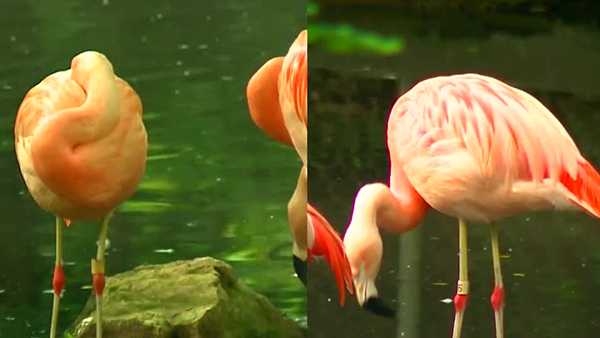 Meet the original 'pink ladies' of the Louisville Zoo