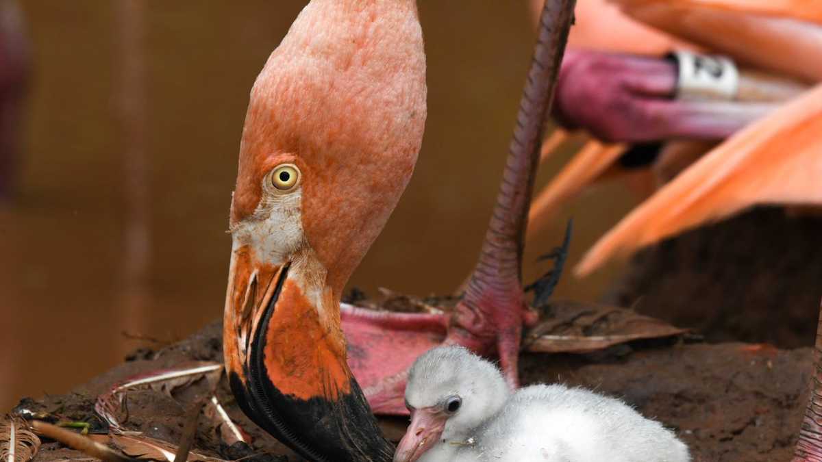 Three fluffy flamingo chicks hatch at Oklahoma City Zoo