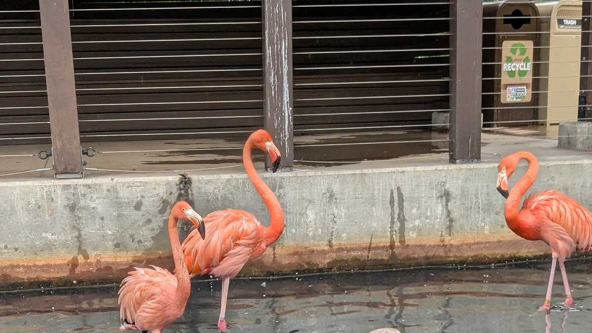 Omaha's Henry Doorly Zoo says one of flamingo chicks died