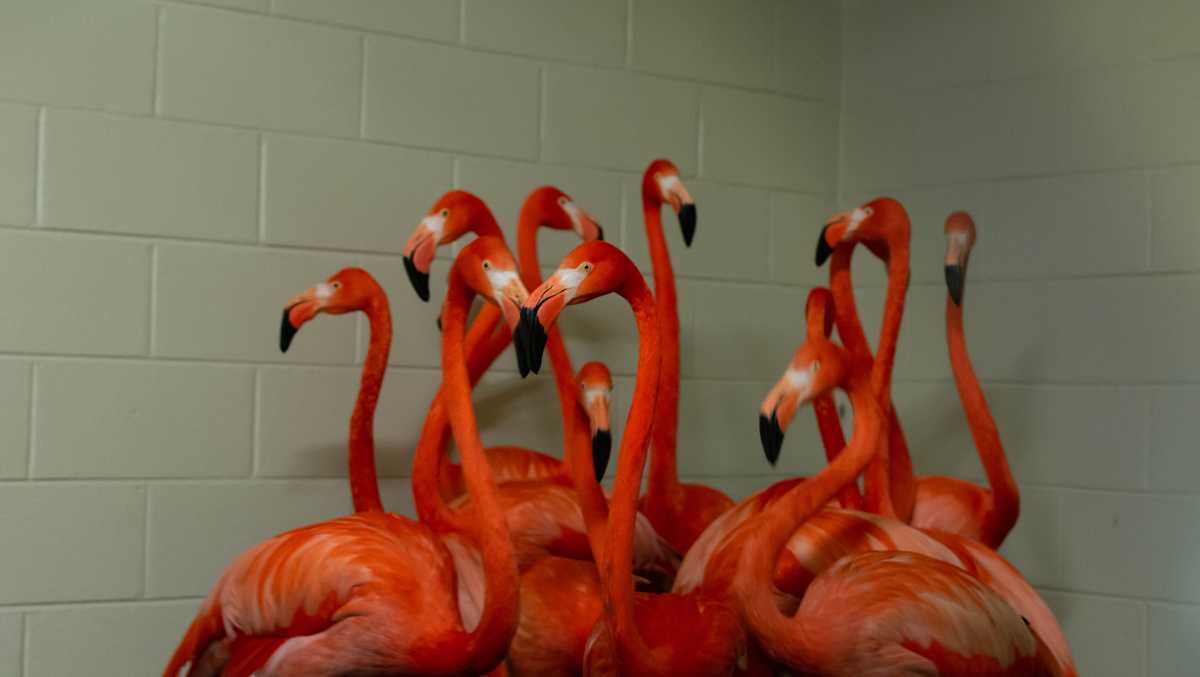 Greensboro Science Center welcomes new animals for expansion