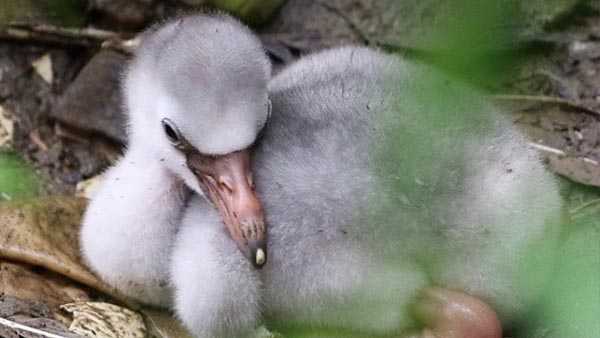 Flamingo chick hatches in Cincinnati, the 3rd zoo baby in two days