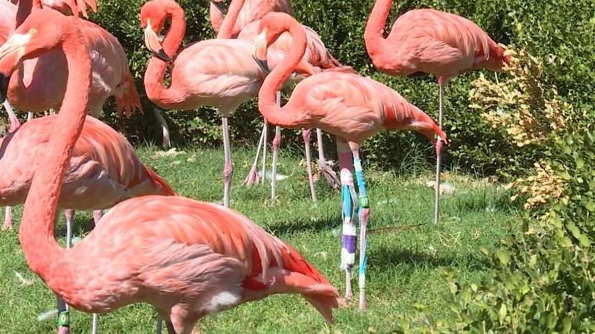 Oklahoma City Zoo flamingo gets innovative leg brace to help her walk