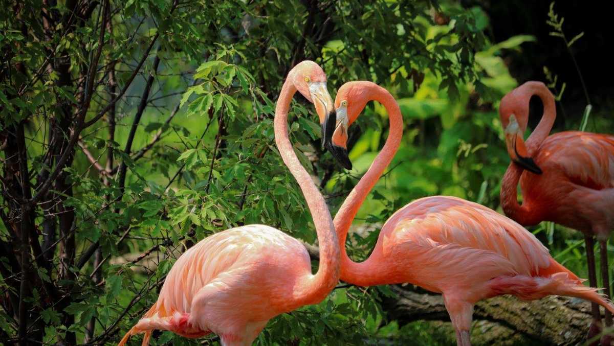 Aviary at Omaha's Henry Doorly Zoo reopens to the public Aviary at Omaha's Henry Doorly Zoo reopens to the public