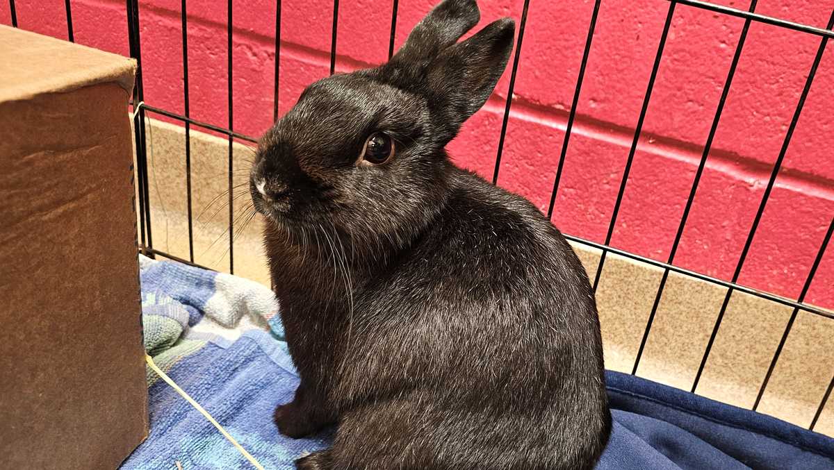 Rabbit ready for a forever home on the Treasure Coast