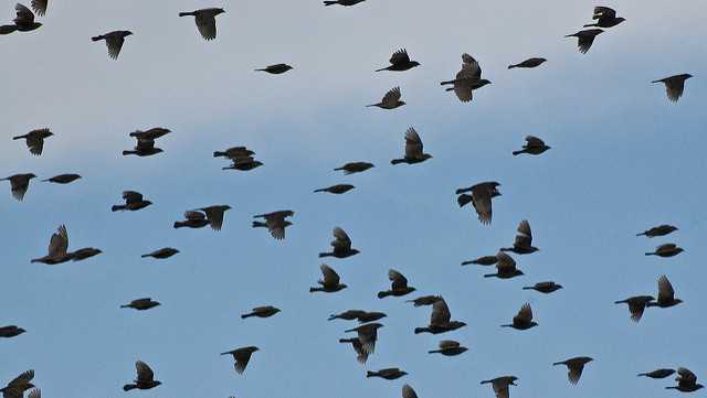 Cannons, laser, radars planned to keep birds from toxic pit