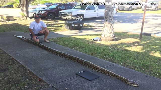 18-foot python caught in Florida Everglades