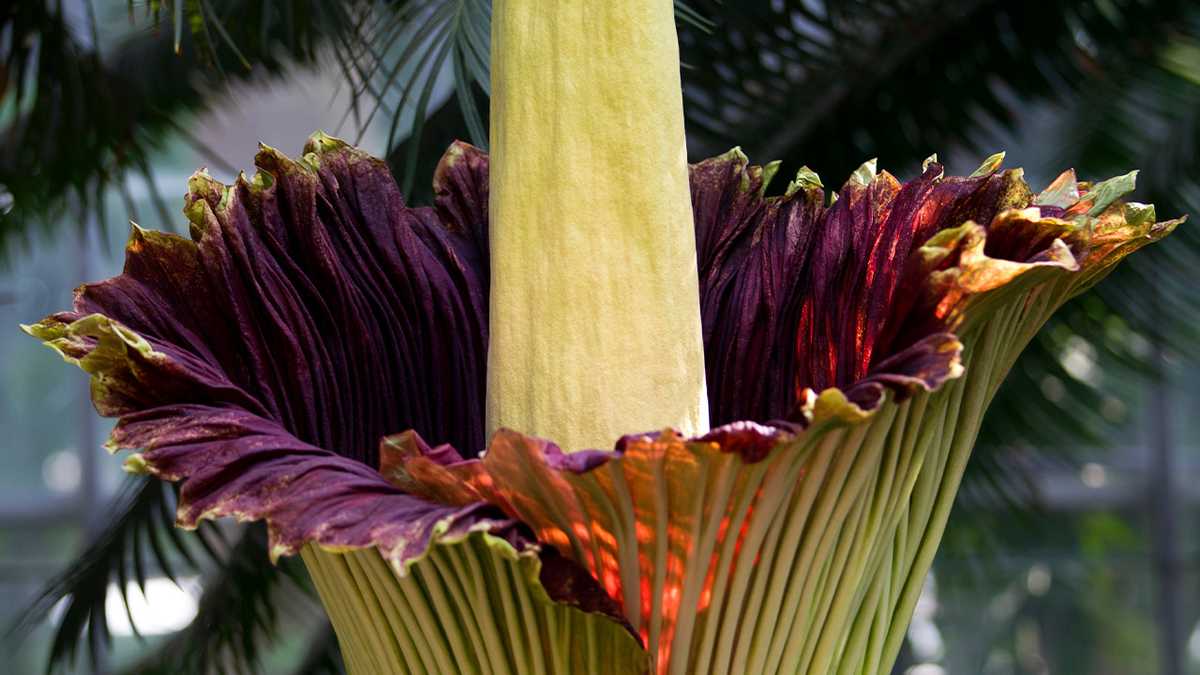 Rare, stinky corpse flower to bloom soon at Cincinnati Zoo
