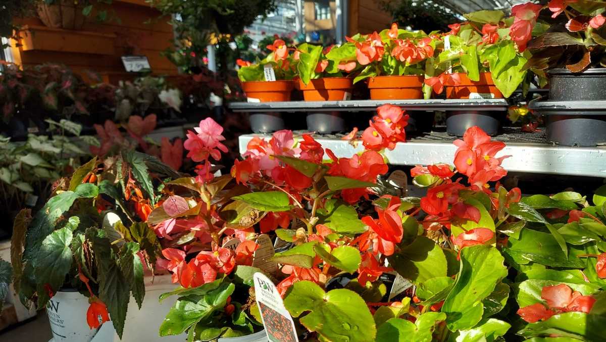 Plant prices increase with ongoing inflation