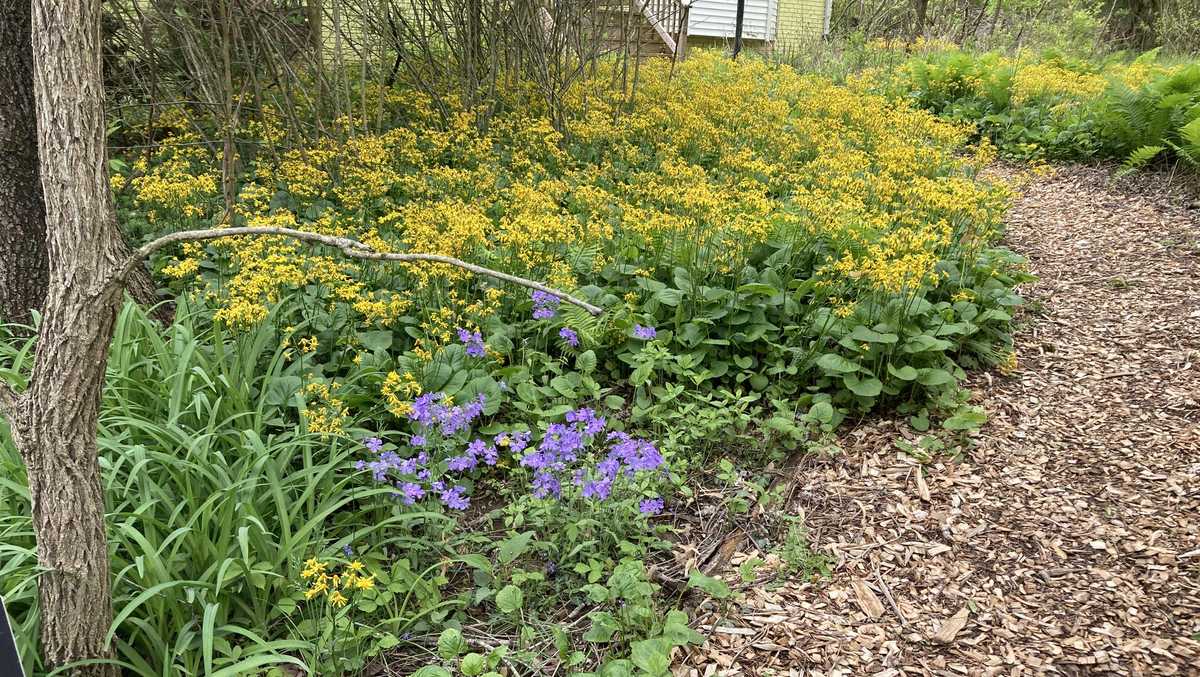 'No Mow May' supports ecosystem by helping save pollinators