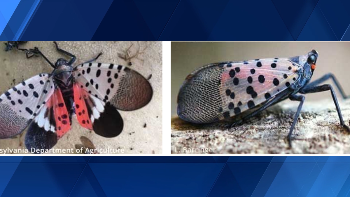 Spotted lanternfly: New population of invasive insect in Cincinnati