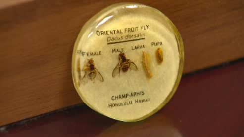Farmers concerned as officials work to eradicate invasive fruit fly